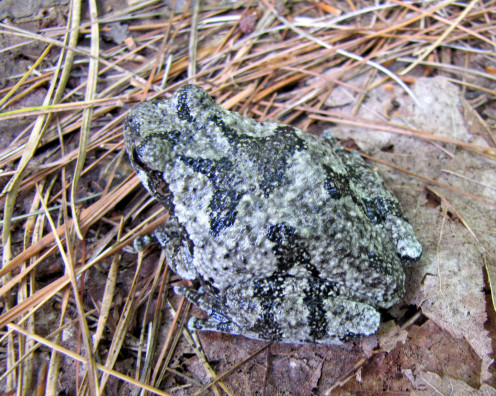 The Gray Tree Frog in New Hampshire