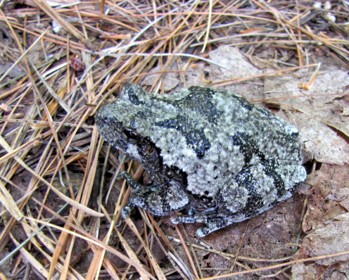 The Gray Tree Frog in New Hampshire