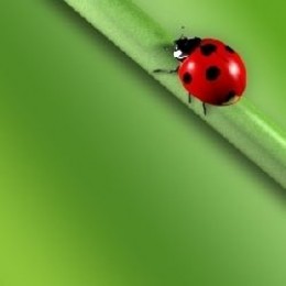 The Magnificent Ladybug & Her Astounding Contribution | hubpages
