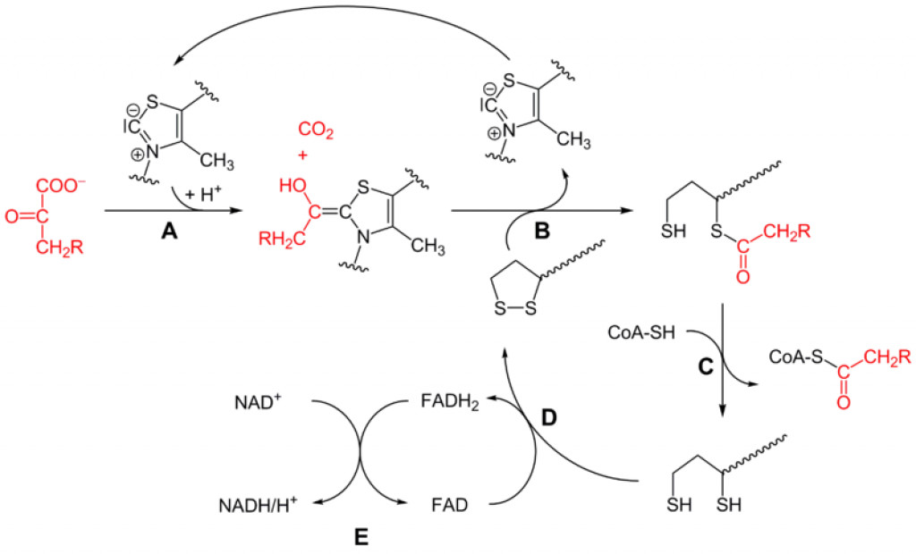 An Overview of Pyruvate Dehydrogenase Complex Deficiency