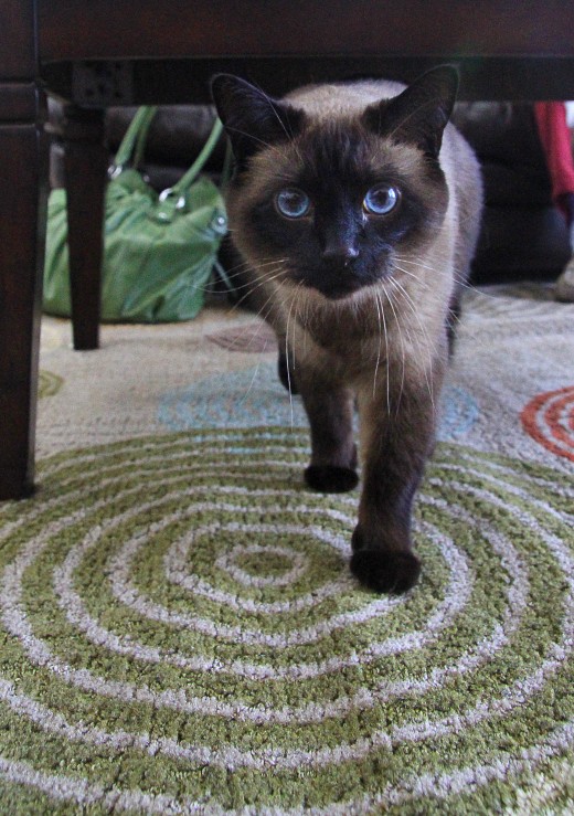 25 Best Ways to Celebrate National Pi Day | Holidappy