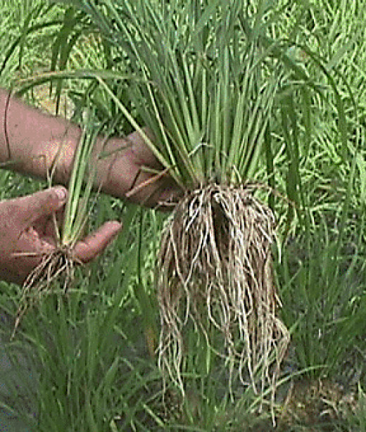 Facts about the Rice Plant - A Detailed Description