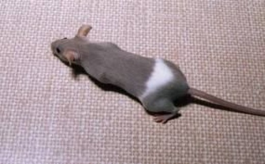 The Complete Guide to Pet Mice | PetHelpful