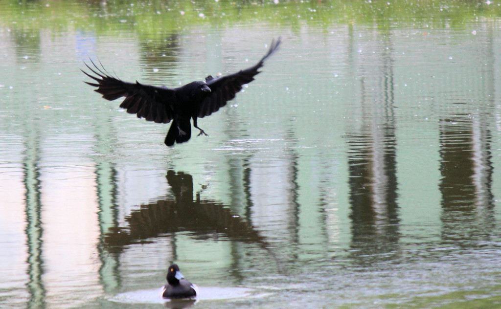 Crows fishing for their Dinner | HubPages
