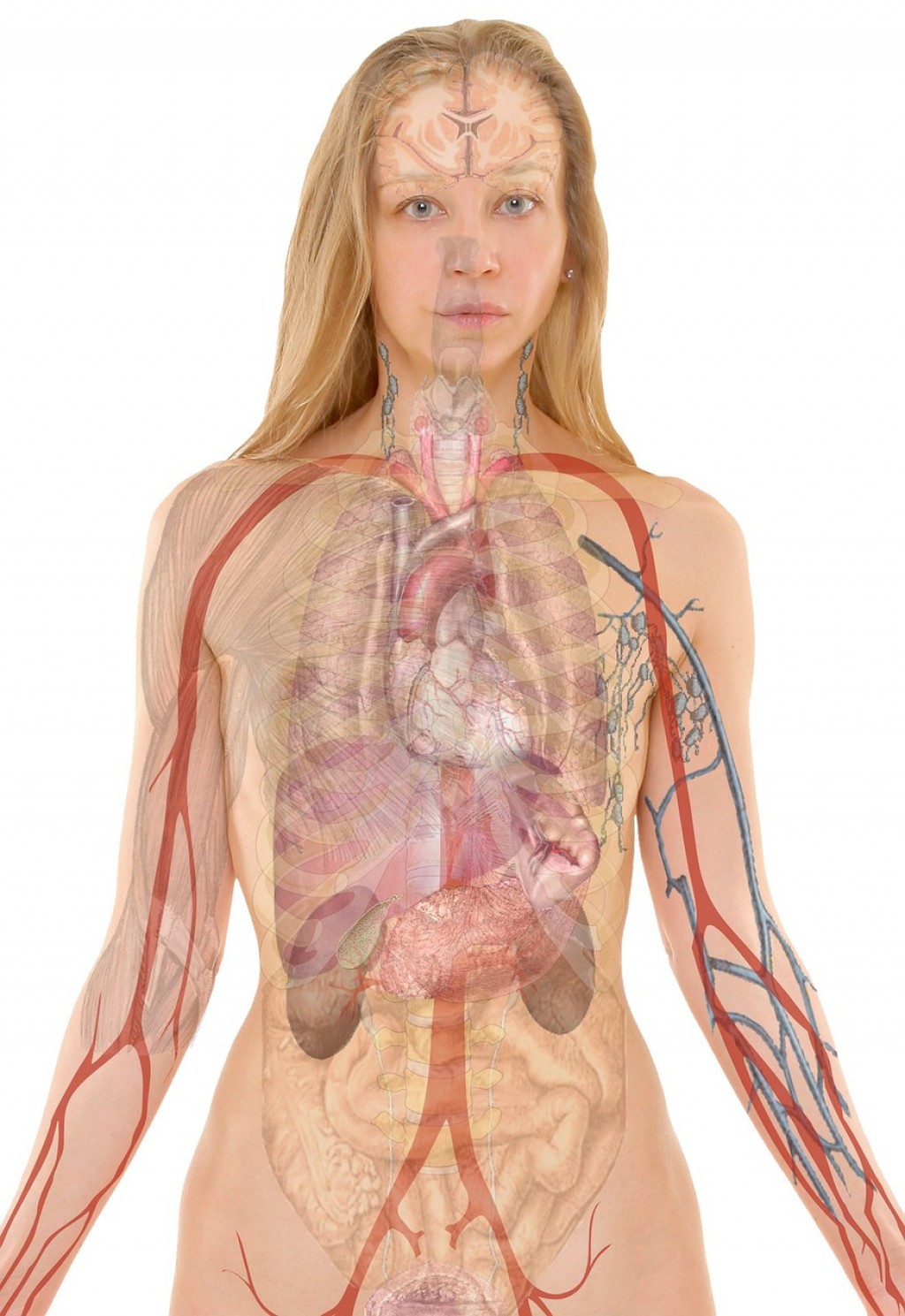 Learn Anatomy Physiology Online Learn Anatomy Physiology Online