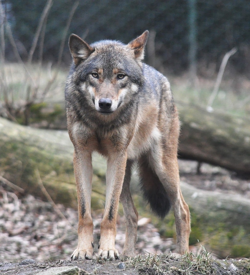 Evolution of grey wolf to modern dogs | hubpages