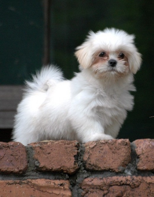 Lhasa Apso Names