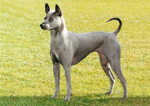 11 Unrecognized Hunting Dogs From Asian Countries | PetHelpful