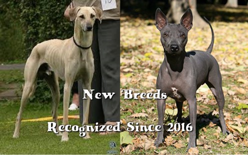 New Dog Breeds Recognized By AKC In 2016