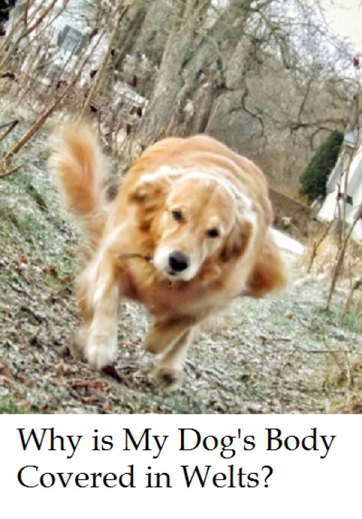 Why Does My Dog Have Welts All Over His Body? | PetHelpful