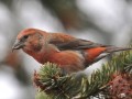 Back Yard Birds of Western North Carolina | Owlcation