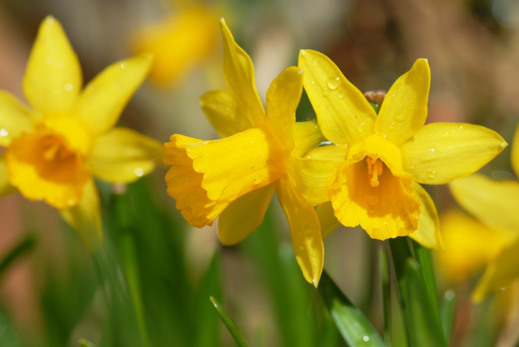 The Daffodil Principle | HubPages