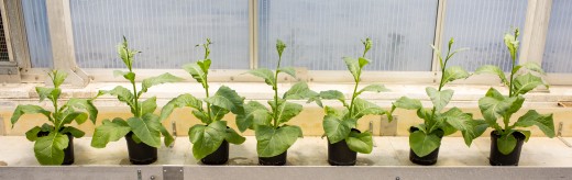 How to Grow and Cure Tobacco at Home | Dengarden