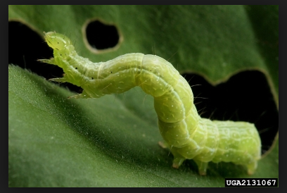 Green Caterpillar Identification and Guide | Owlcation