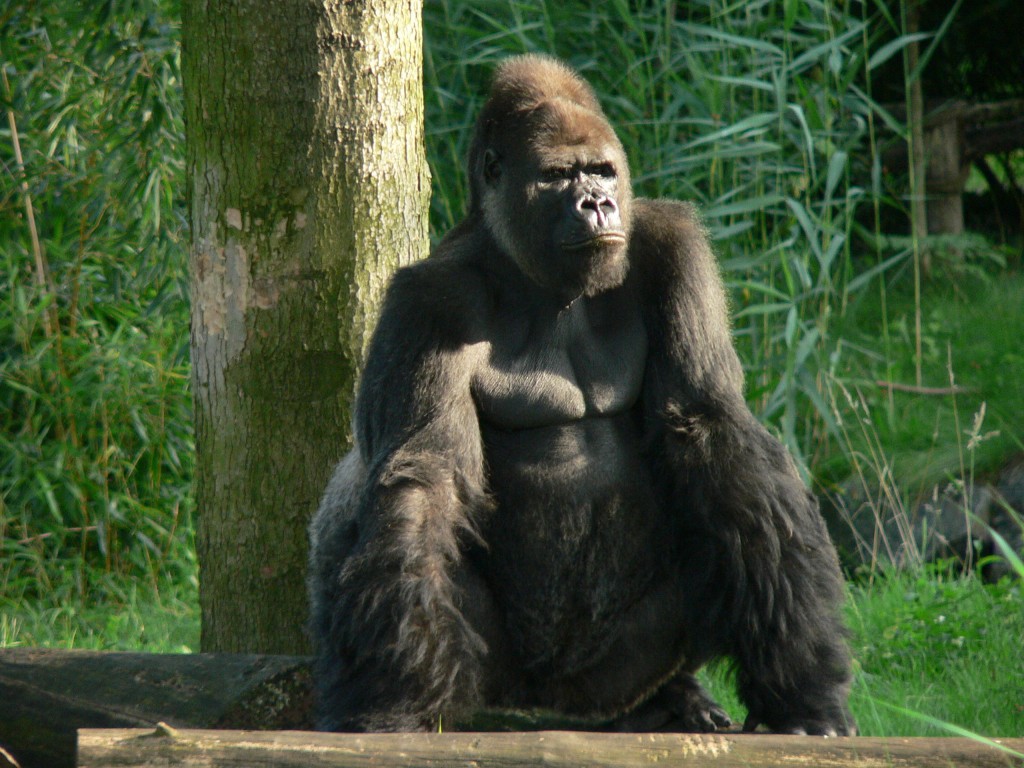 When Was the Last Time You Wrestled an 800 lb. Gorilla? | HubPages