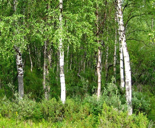 10 Wonderful Trees With White Bark | Dengarden