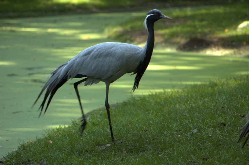 Demoiselle Crane HubPages demoiselle-crane-hubpages