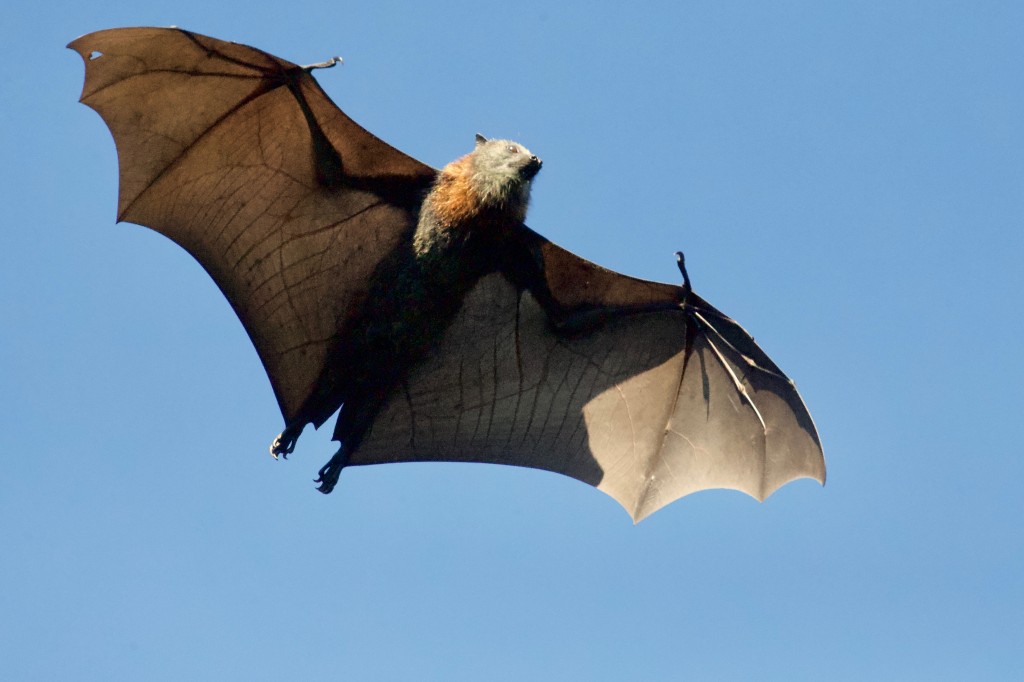Let's Learn About Bats! | HubPages