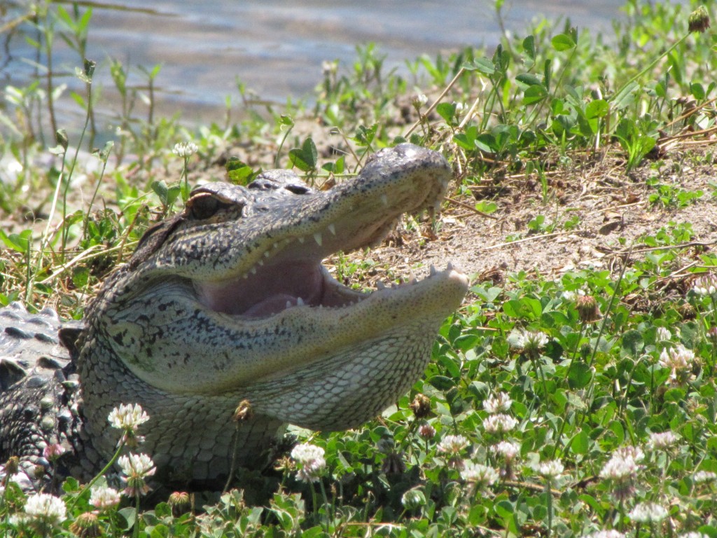 Alligators: Fun Facts | HubPages
