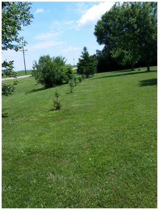 Landscape Fabric Around New Trees - Cutting and Placement | HubPages