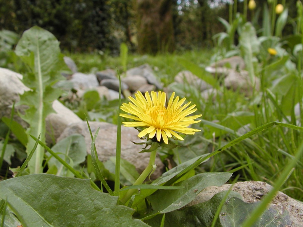 A Guide To Common Weed Names With Pictures Dengarden A Guide To Common Weed Names With Pictures Dengarden