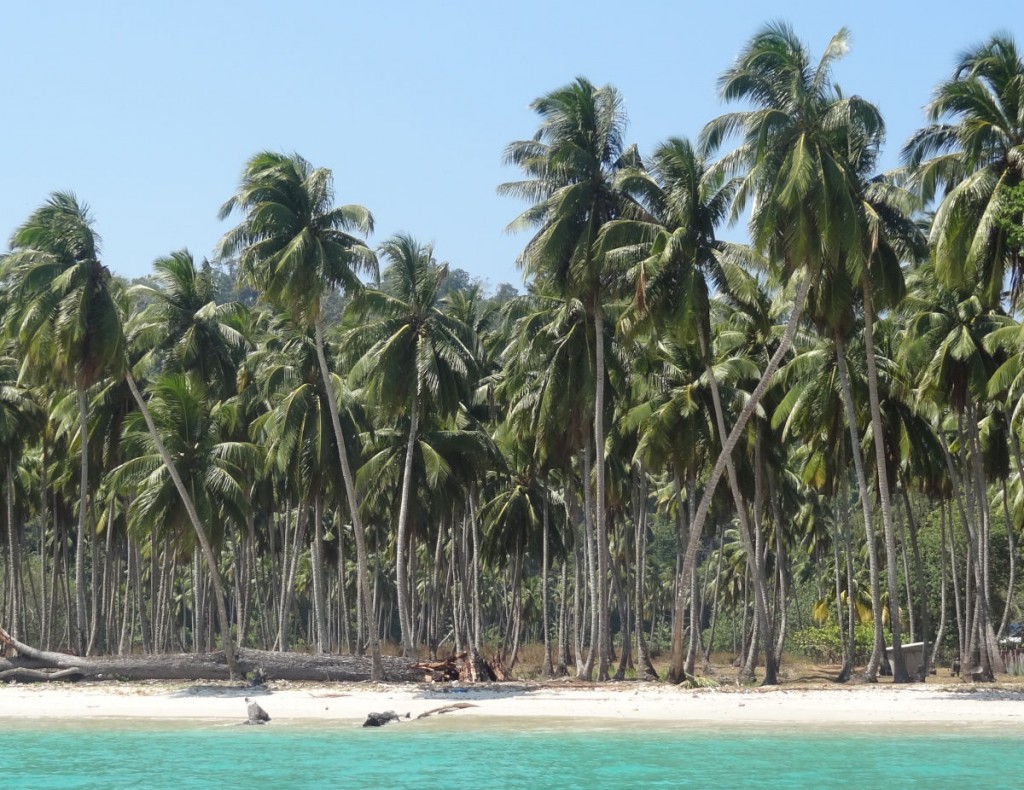 Evergreen Coconut Communities - Growing Tourist Attractions | HubPages