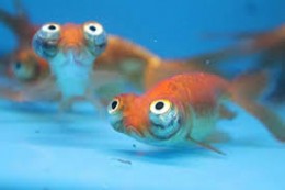 Fish Climbing Trees | HubPages