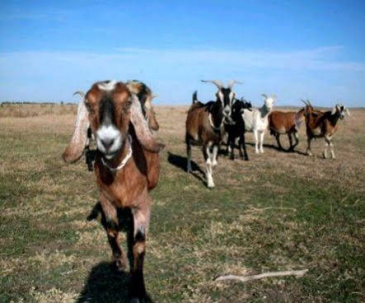 Morgana the Nubian Dairy Goat, Who Gave Me Cheeses and so Much More ...