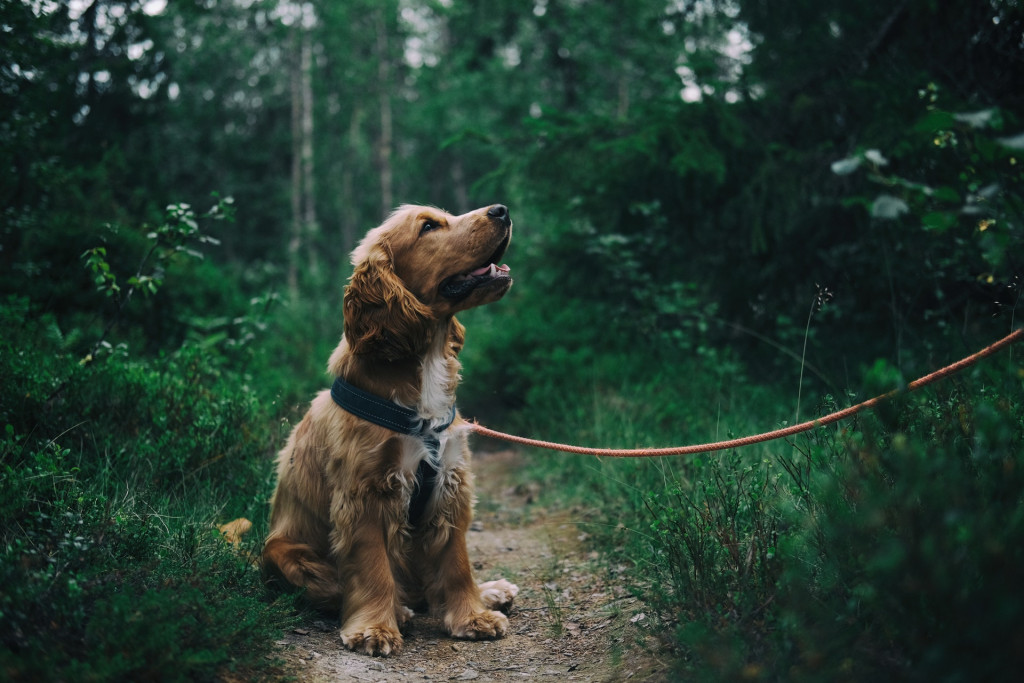 How Dogs Help The Visually Impaired | HubPages