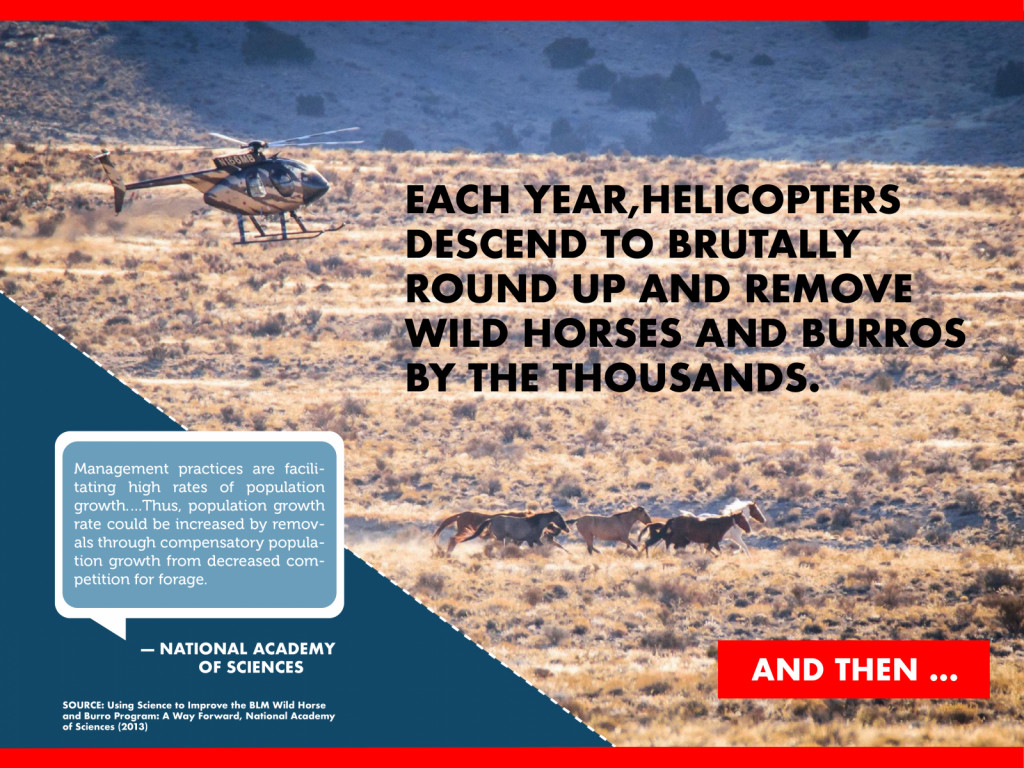 Weakening of Nepa Could Threaten the Very Existence of Our Wild Horses ...