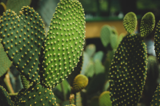 The Hidden Beauty of Xerophytes | Dengarden