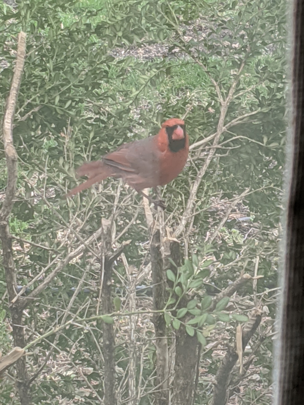 Bird Aggression - Getting Nesting Material | HubPages