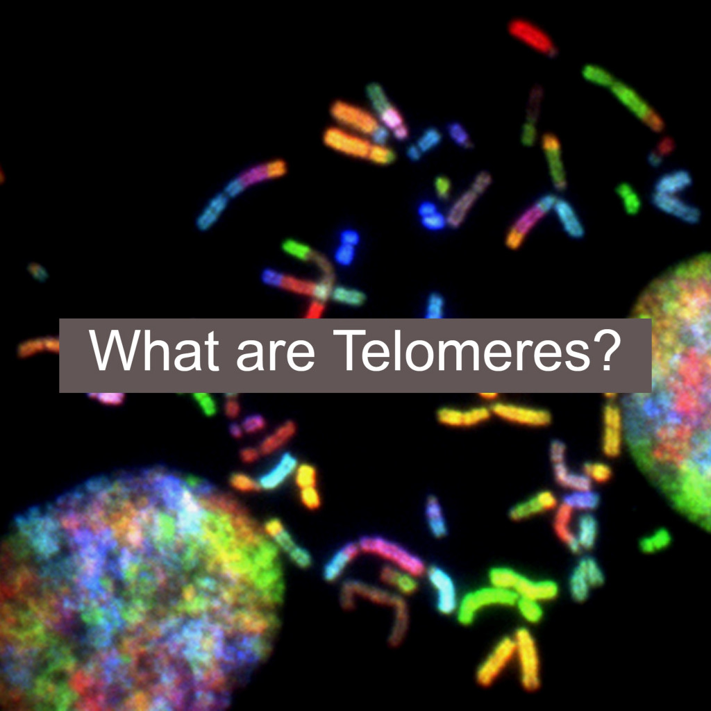 What are Telomeres? | HubPages