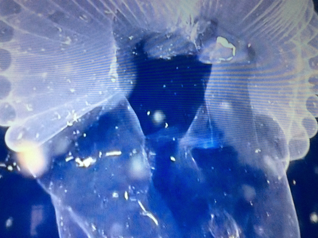 A Creature Discovered In the Oeans that Cleanse Earth | HubPages