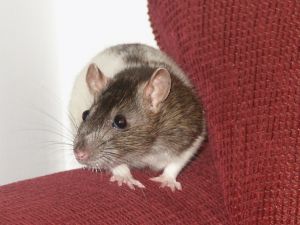 Pet Rats: Male or Female? | PetHelpful