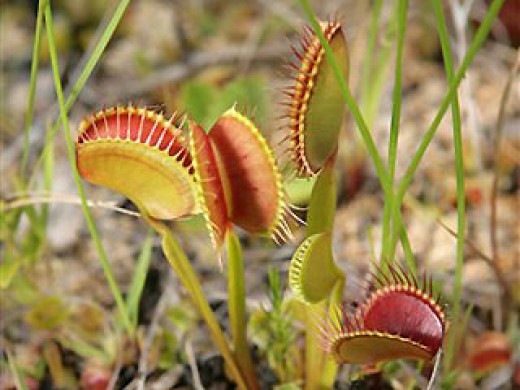 How to Care for Venus Fly Traps | Dengarden