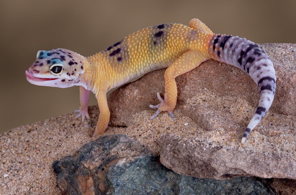 How Do Geckos Stick To Surfaces? | HubPages