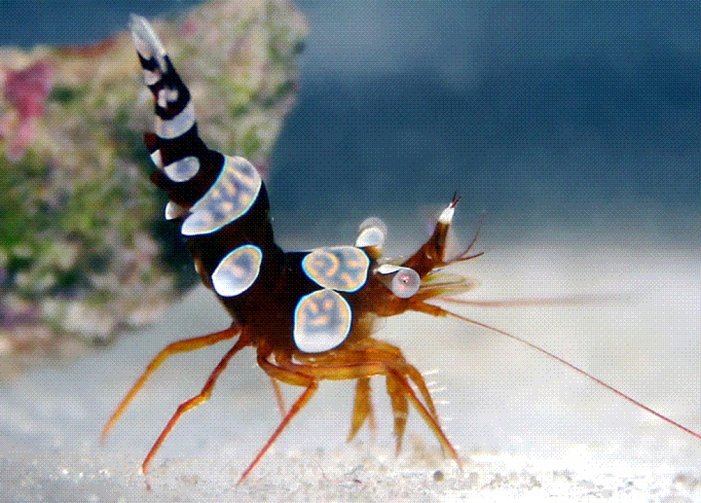 Sexy Shrimp Facts On The Tiny Sexy Shrimp