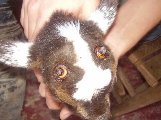 How-to Disbud a Goat Kid | hubpages