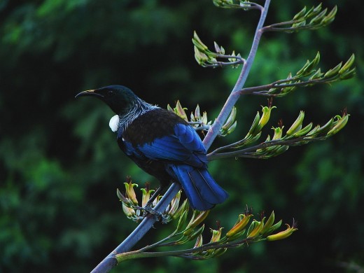 The Fascinating Tui Bird | hubpages