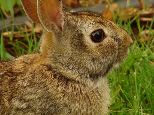 Feral Animals of Australia: Rabbits | hubpages