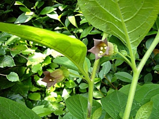 Belladonna or Deadly Nightshade Dangers and Atropine Uses | Owlcation