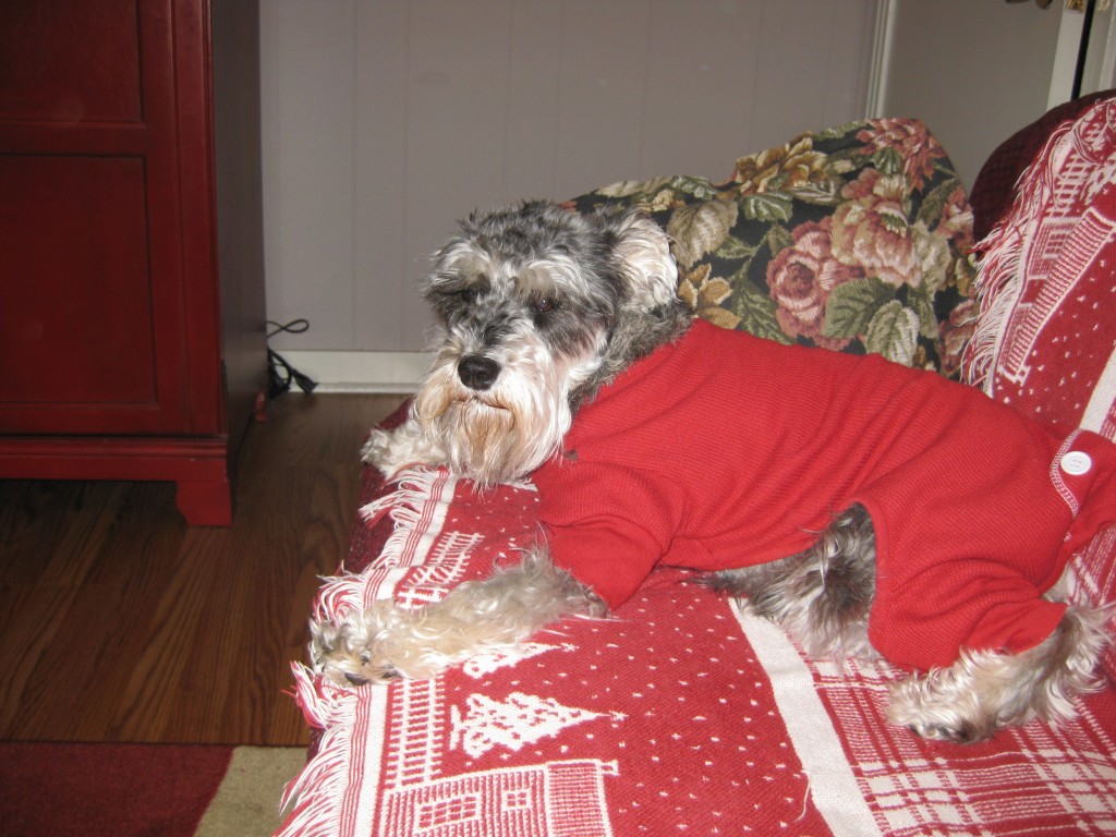 Dog Retraining to End Food Aggression, or "My Dog Bit the Hand That ...