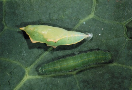 Natural Ways to Control Cabbage Worms | Dengarden