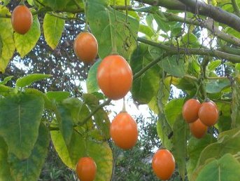 Tamarillo (Tomato Tree) with Recipe for Making Tamarillo Jam and More ...
