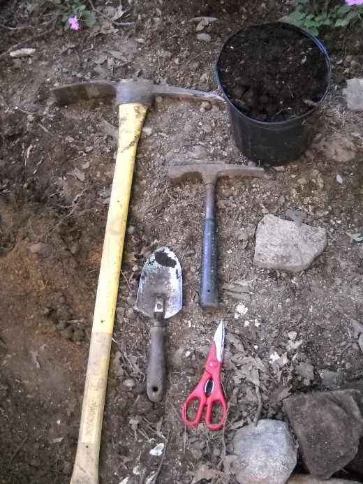 Shade Gardening In Rocky Soil | Dengarden