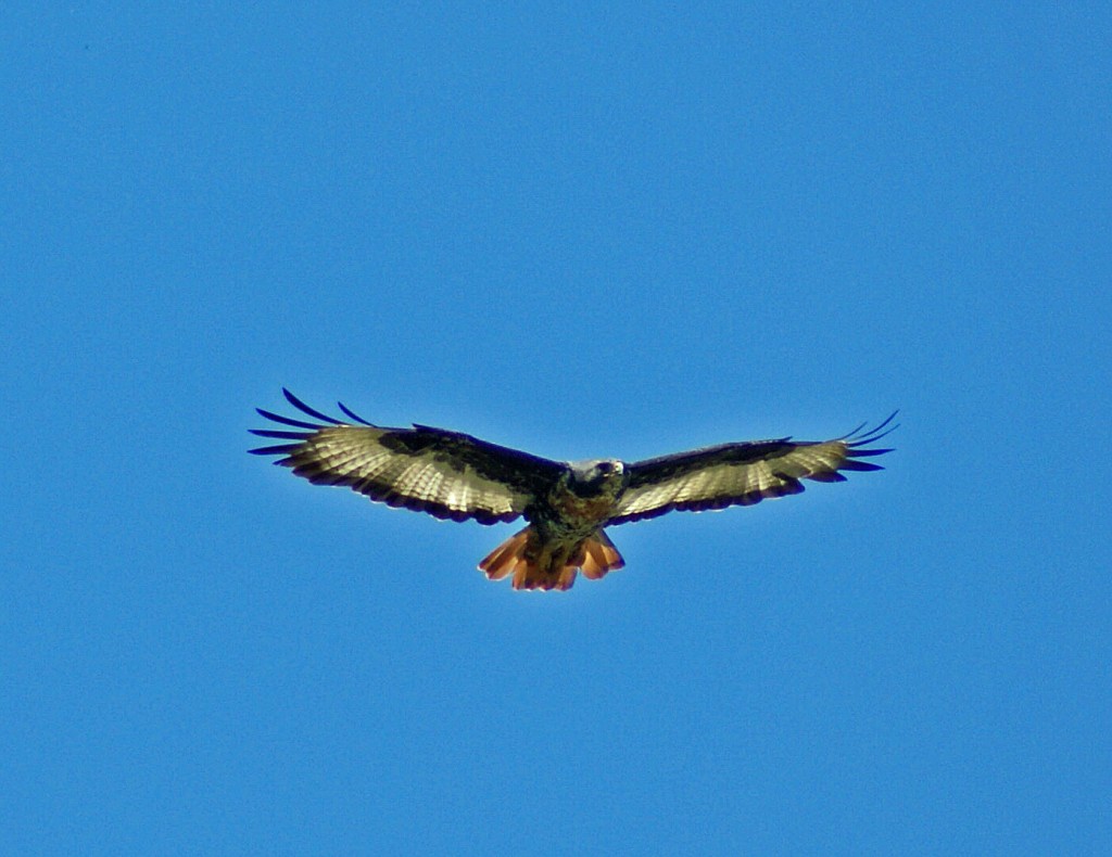 Questions My Grandchildren Asked Me - How Far and Fast Do Birds Fly ...