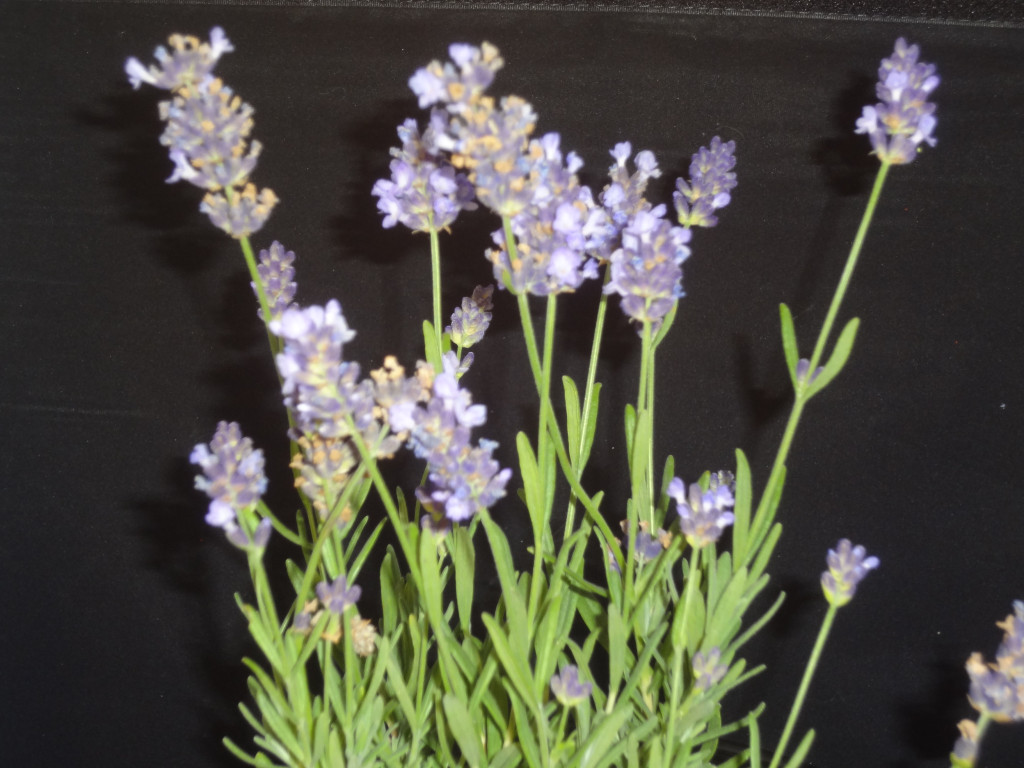 make-your-own-linen-spray