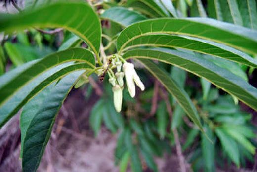 Uses and Health Benefits of Sweetsop or Sugar Apple Trees | hubpages