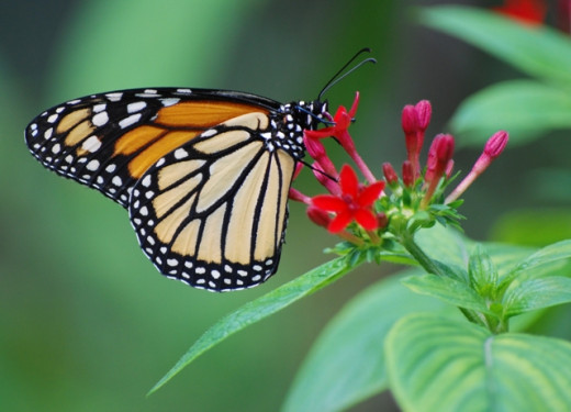 Help Save the Monarch Butterfly - Plant Milkweed | HubPages